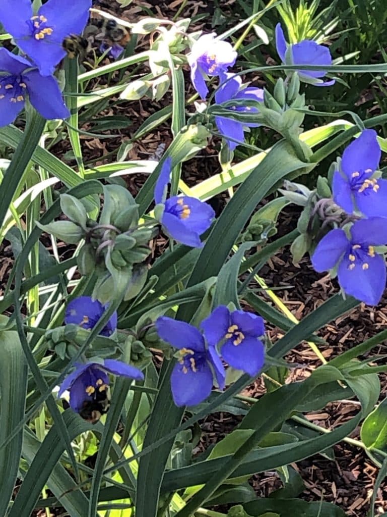 Master Gardener: Western spiderwort | SteamboatToday.com